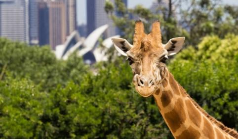 Top 10 zoos in Australia