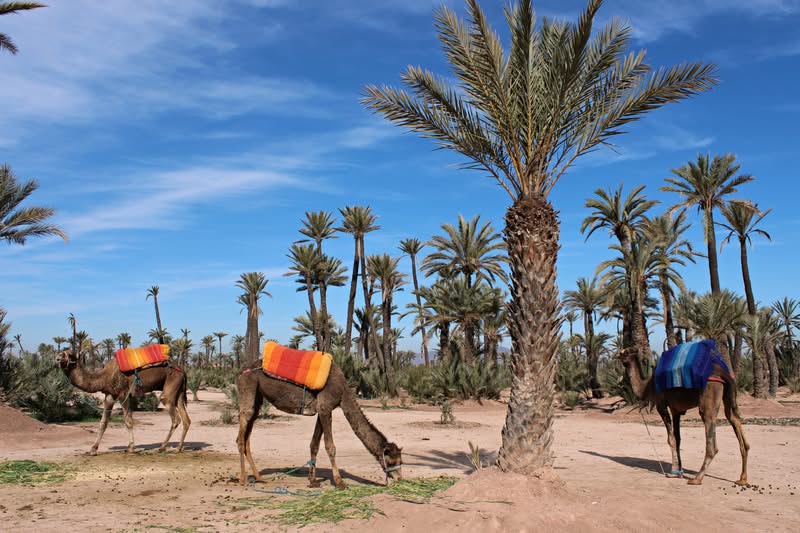 Qué ver en Marrakech: las 10 mejores cosas que ver y que hacer