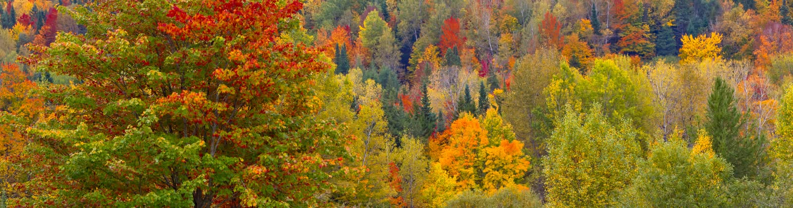 Skyscanner's Guide to Fall Foliage Along Vermont Route 100