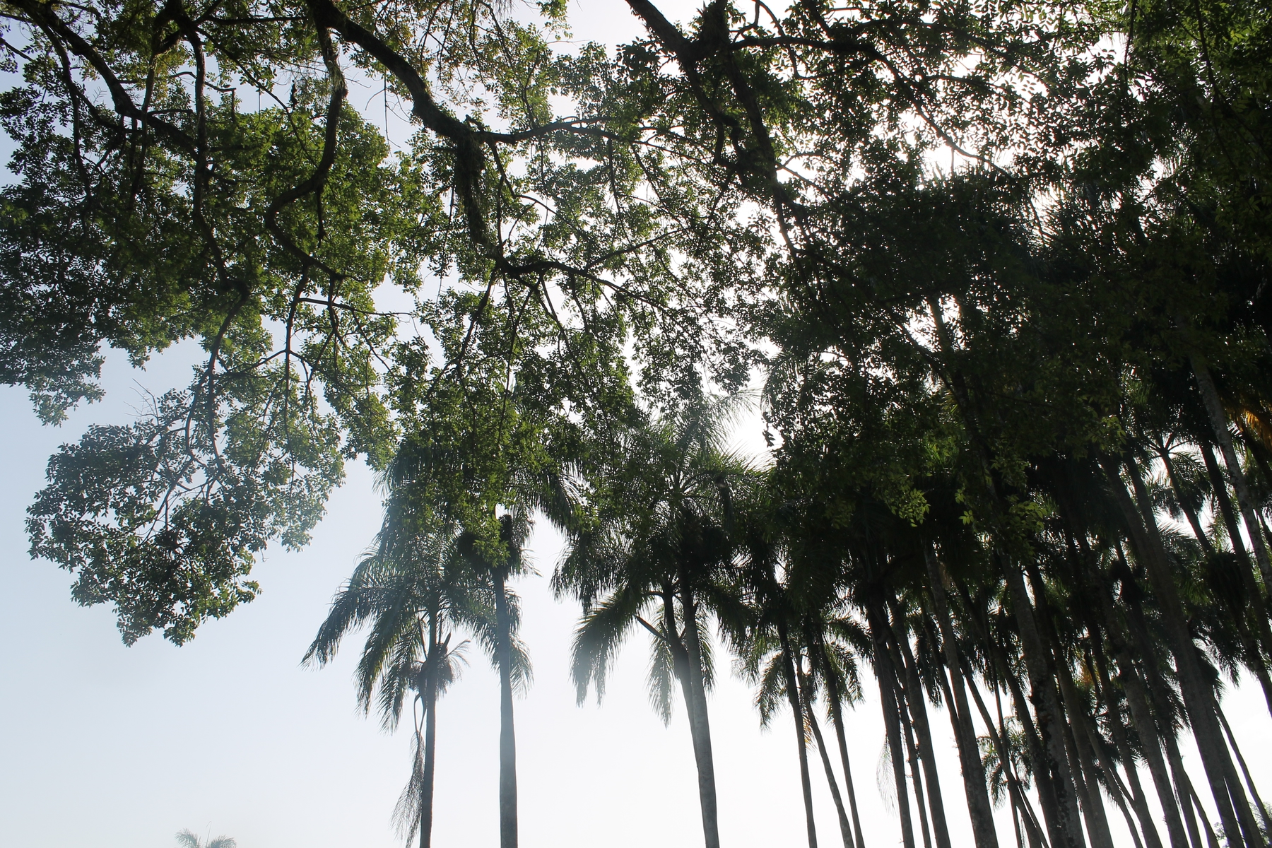 Wat te doen in Paramaribo: tips voor je vakantie Suriname | Skyscanner ...