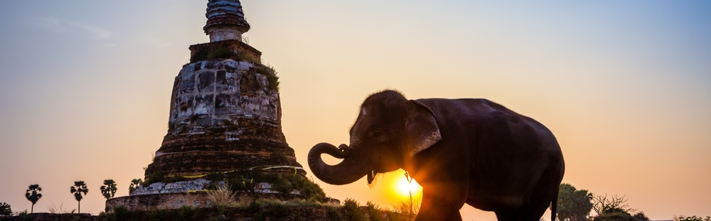 Practicing Responsible Animal Tourism Around the World | Skyscanner