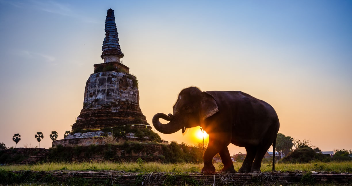 Practicing Responsible Animal Tourism Around the World | Skyscanner