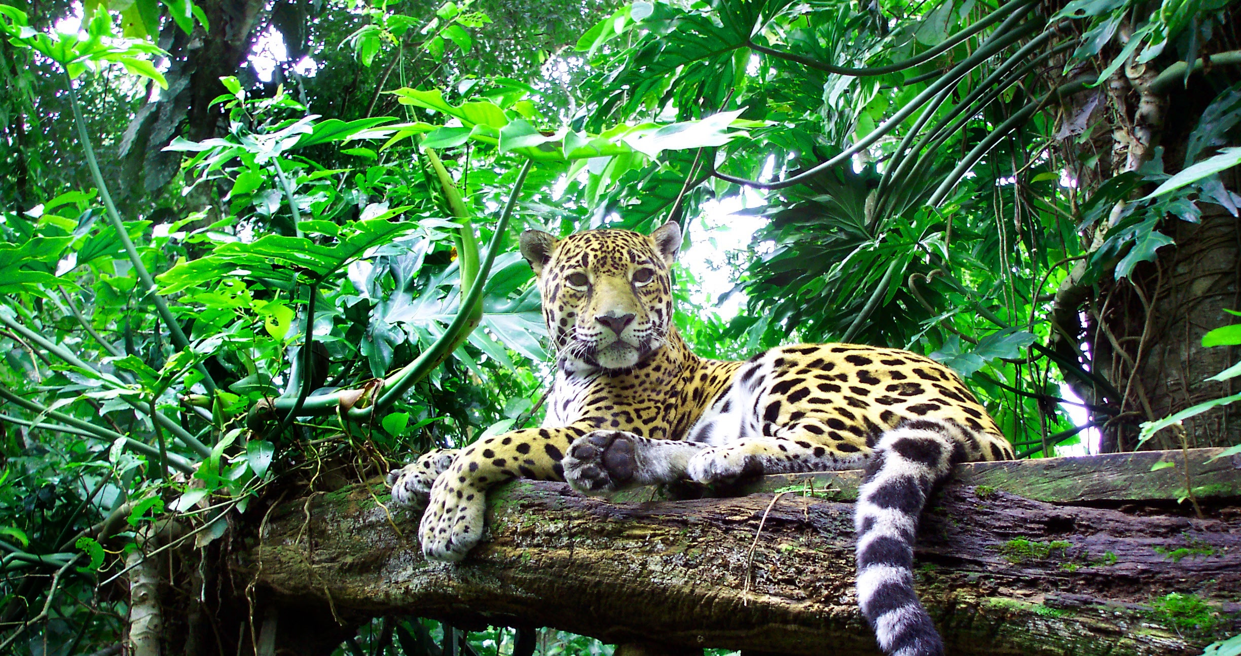 The 5 Most Biodiverse Countries in South America