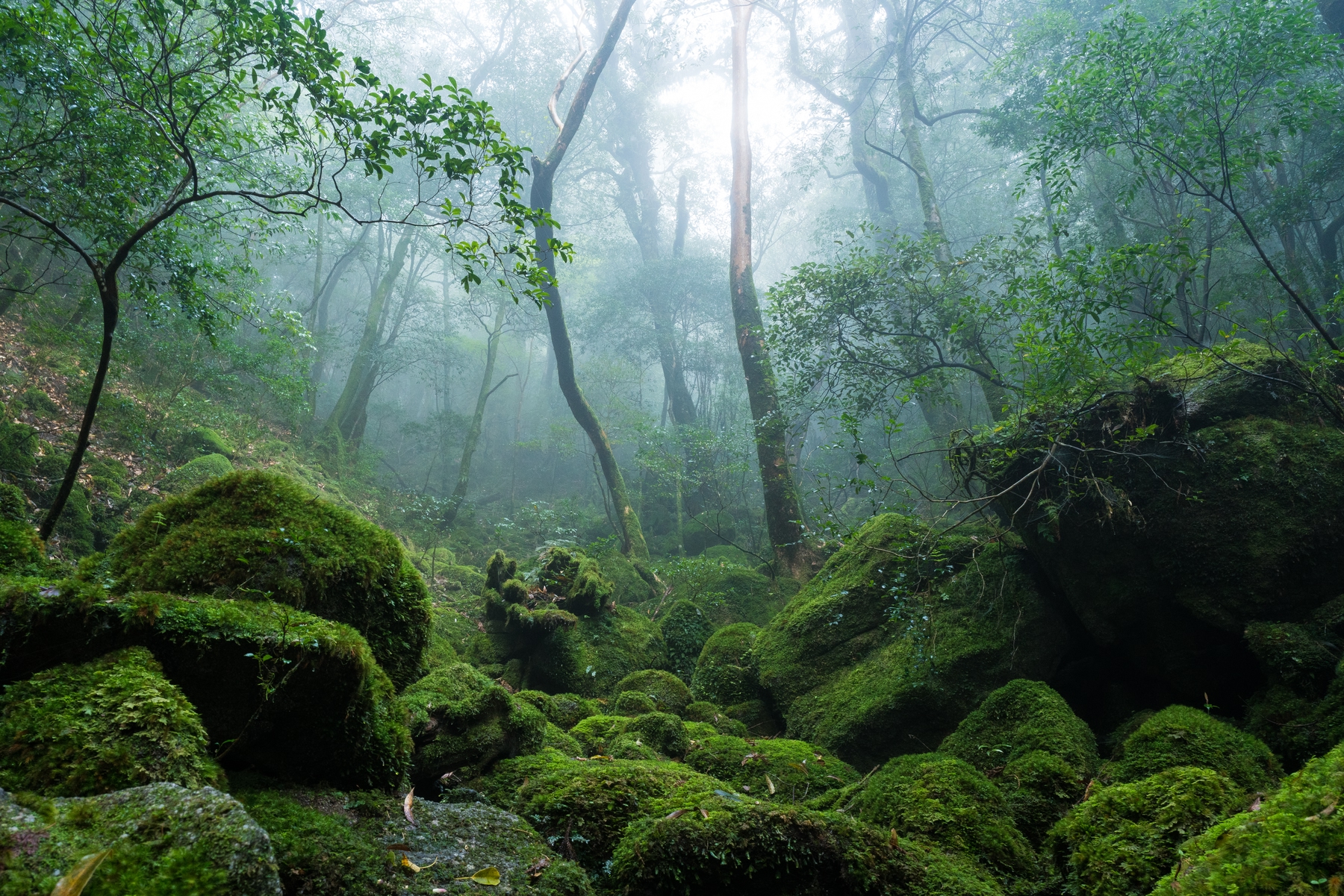 Discover the Secrets of Forest Bathing in Japan - Skyscanner Singapore