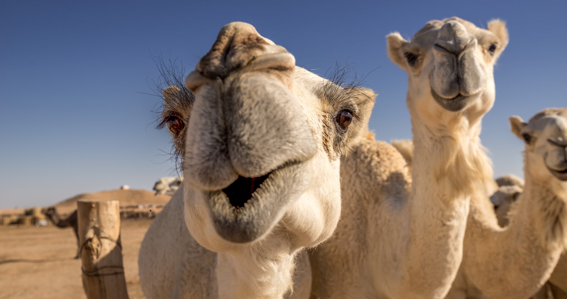 15 trabajos en los que se viaja mucho | Skyscanner Espana