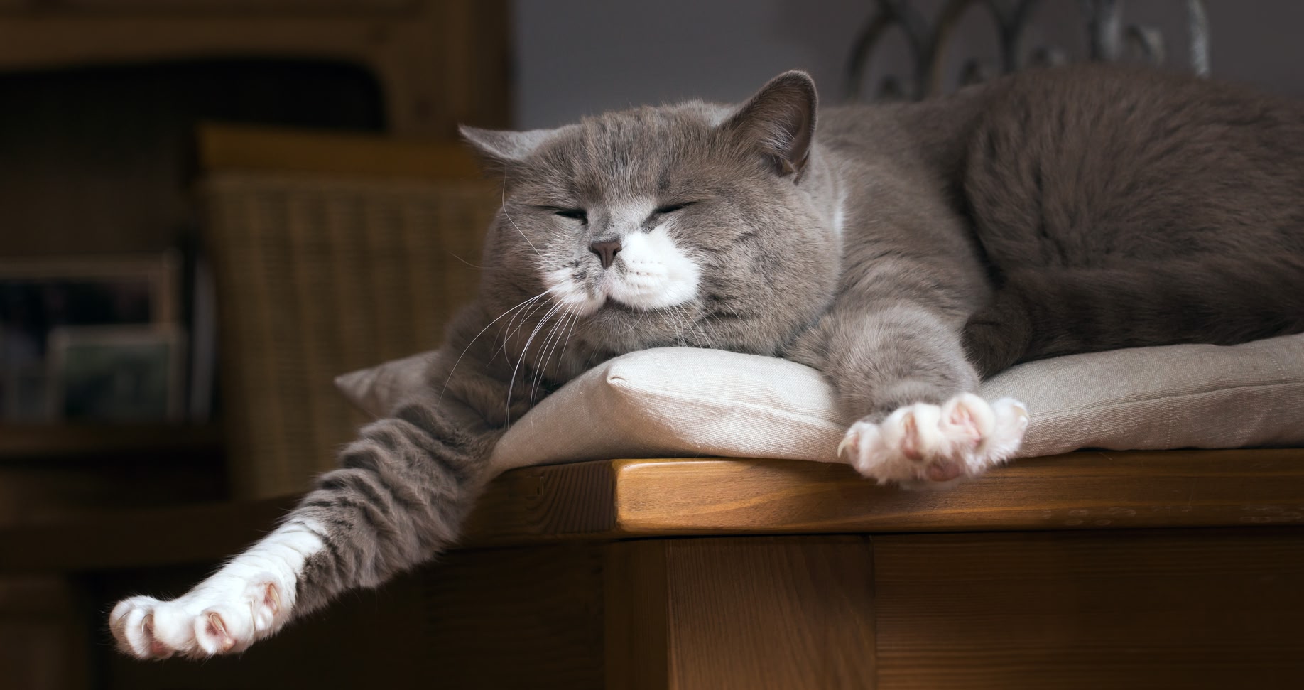 Pet travel: here’s what you need to know about flying with pets