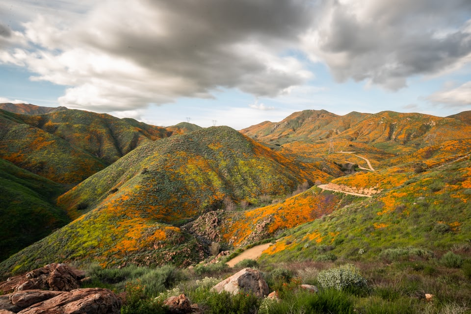 Where to See the Best Wildflowers in the U.S. this Spring | Skyscanner US