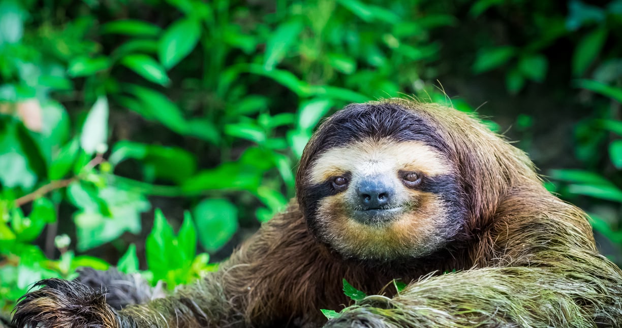 Por qué Costa Rica es el país de la Pura Vida | Skyscanner Espana