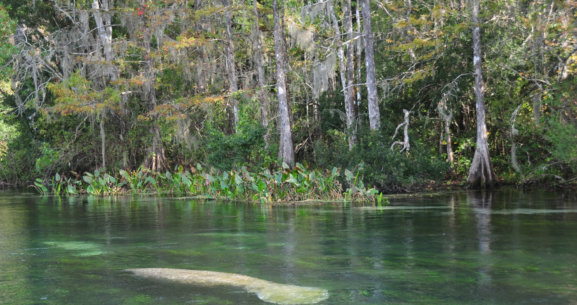 The 10 best Florida springs to visit in 2020 | Skyscanner