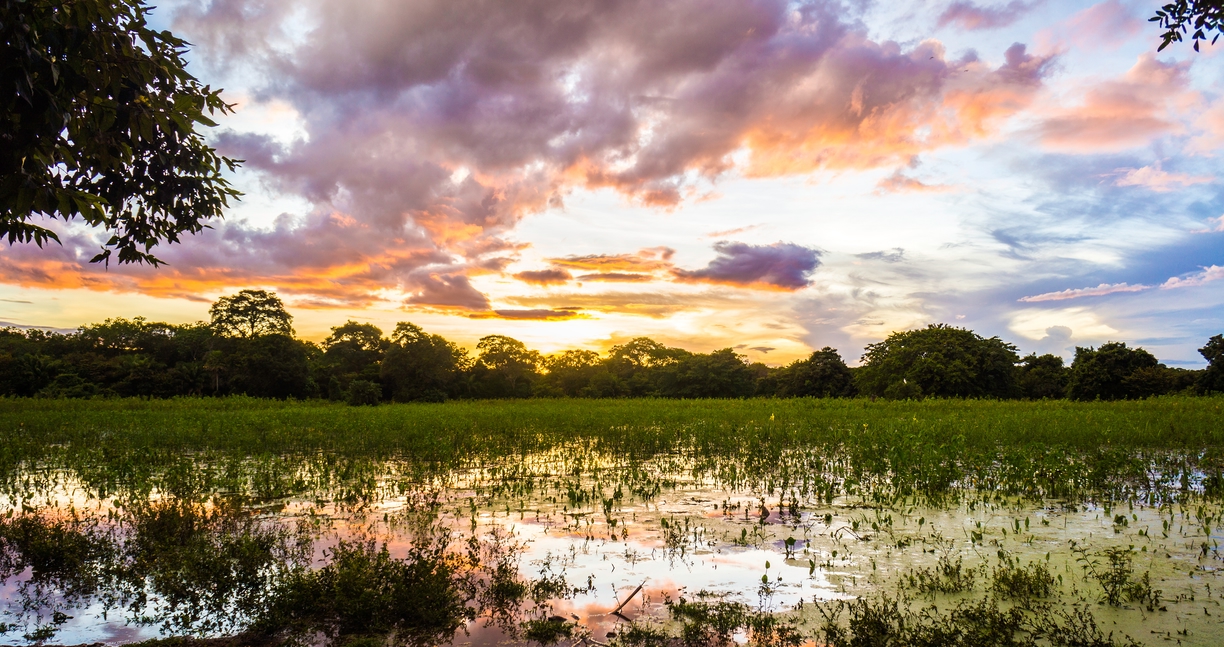 El Pantanal de Brasil: oda a la vida salvaje | Skyscanner Espana