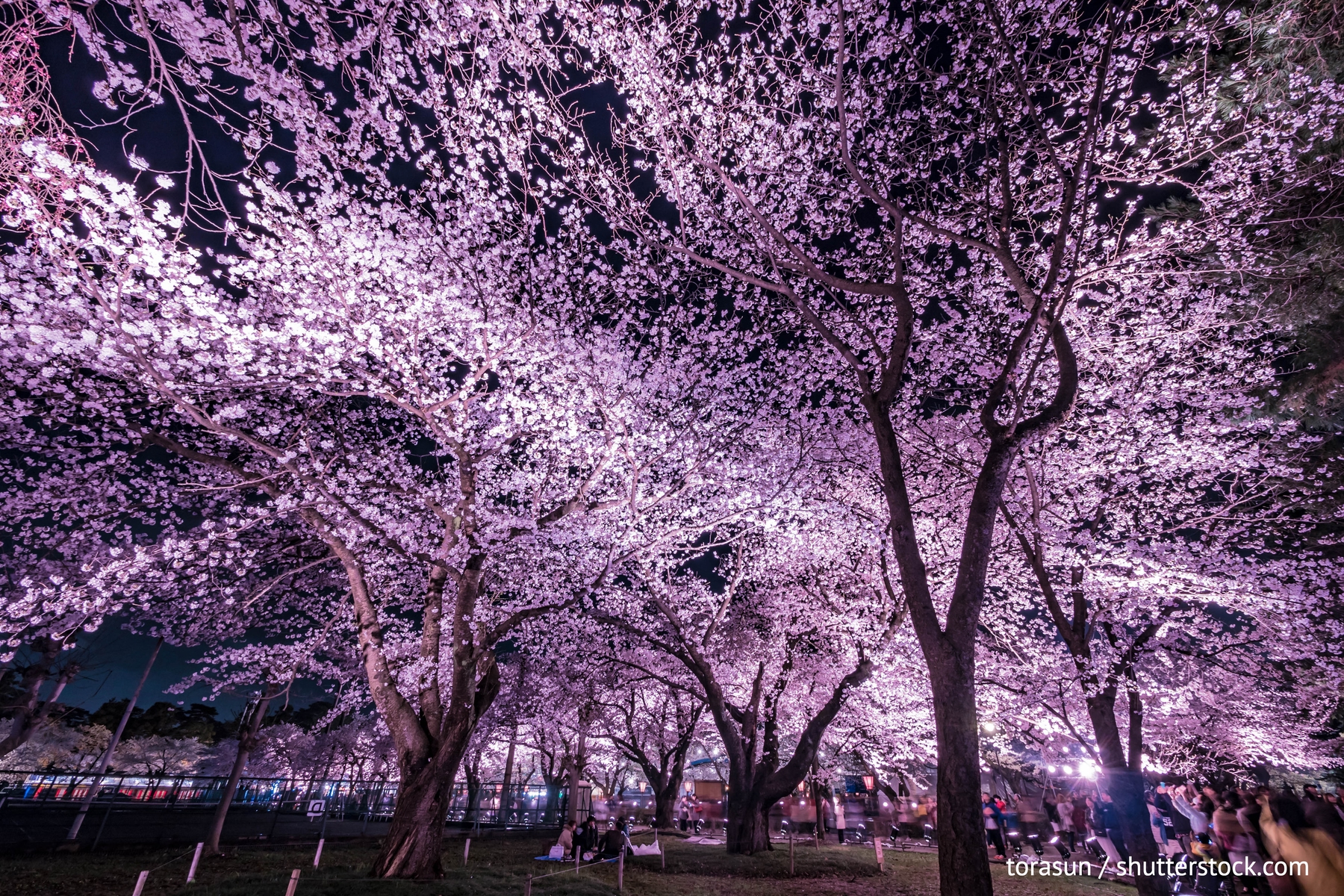 【写真でお花見】この春に行ってみたい桜の名所4選（東日本編） | スカイスキャナー