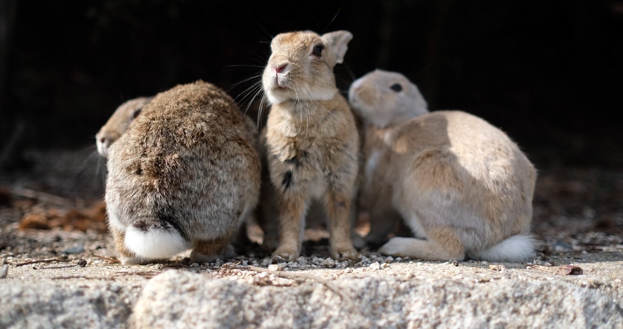 Amazing animal islands in Asia Pacific - Skyscanner Singapore