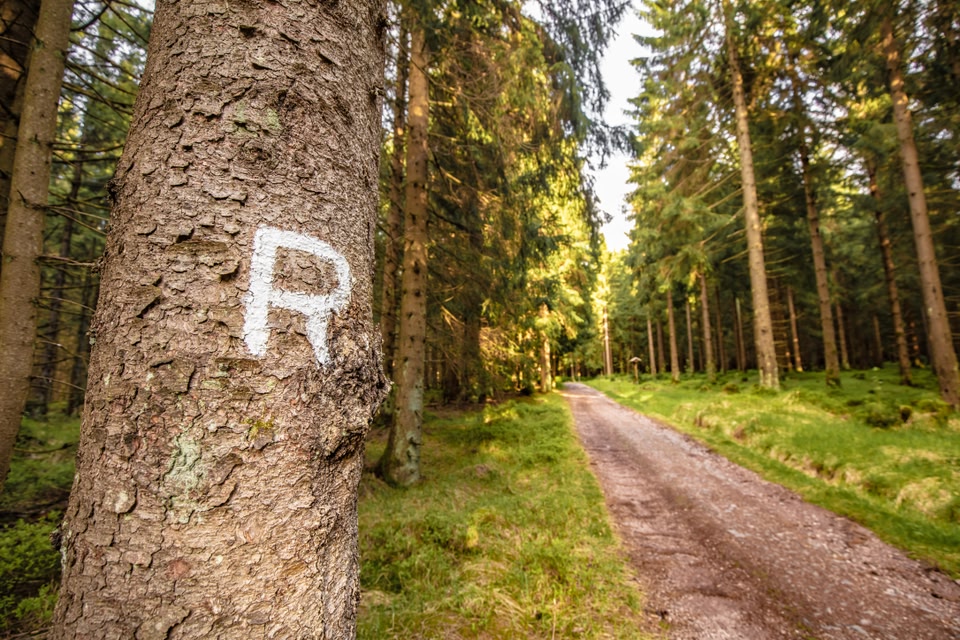 Urlaub im Thüringer Wald: Die 9 schönsten Naturerlebnisse | Skyscanner