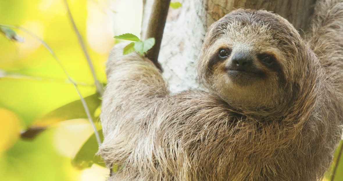 10 incredible animals to look out for in Costa Rica | Skyscanner's ...