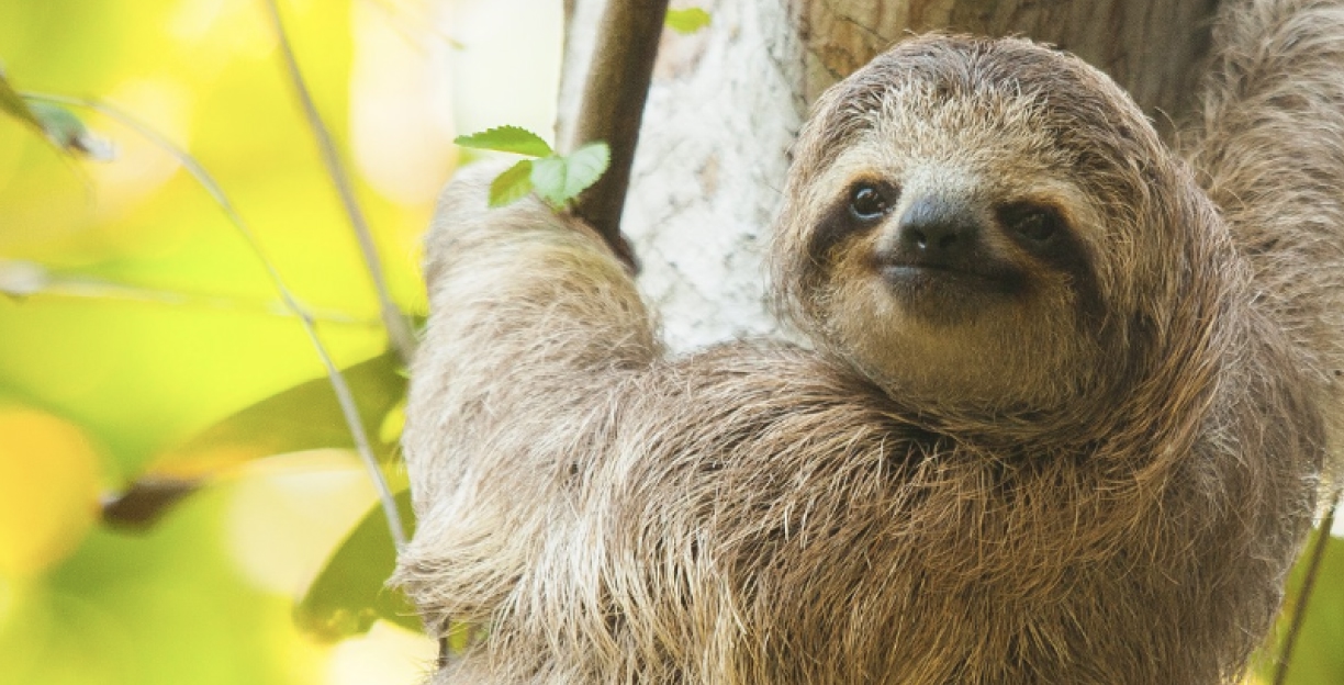 10 incredible animals to look out for in Costa Rica | Skyscanner's ...