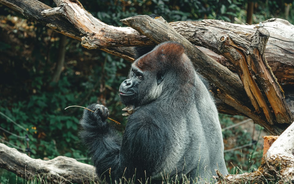 Safari in AFRICA: quando andare e dove | Skyscanner