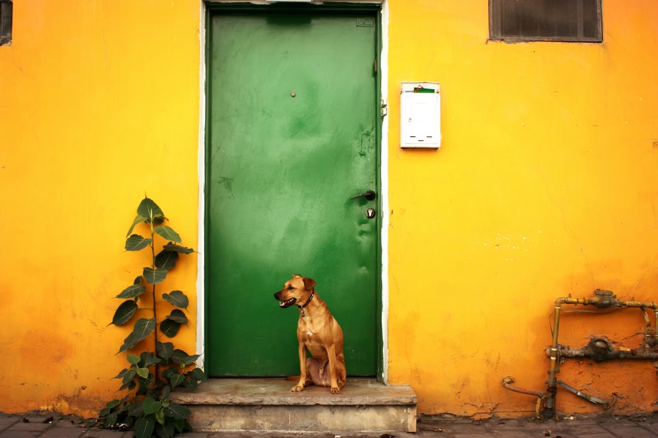 6 destinations "pets-friendly" en Europe | Skyscanner France